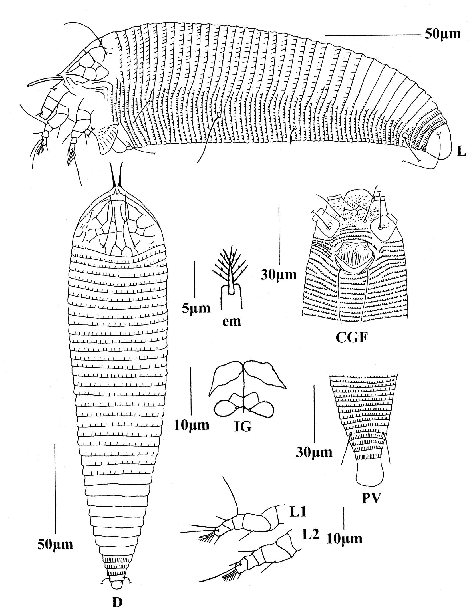 Three new species of eriophyoid mites (Acari: Eriophyoidea) from South ...