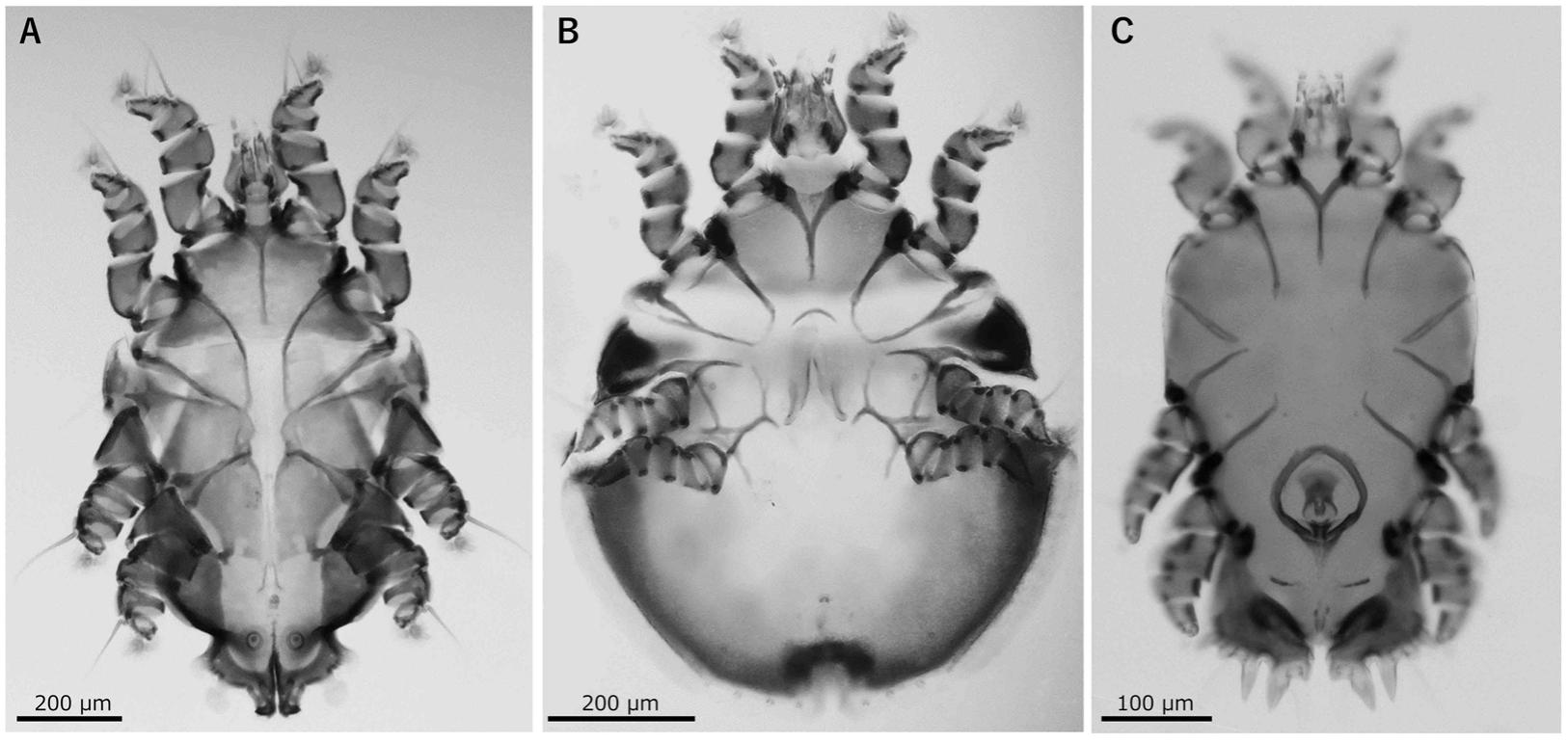Two feather mite species (Alloptidae, Freyanidae) associated with the ...