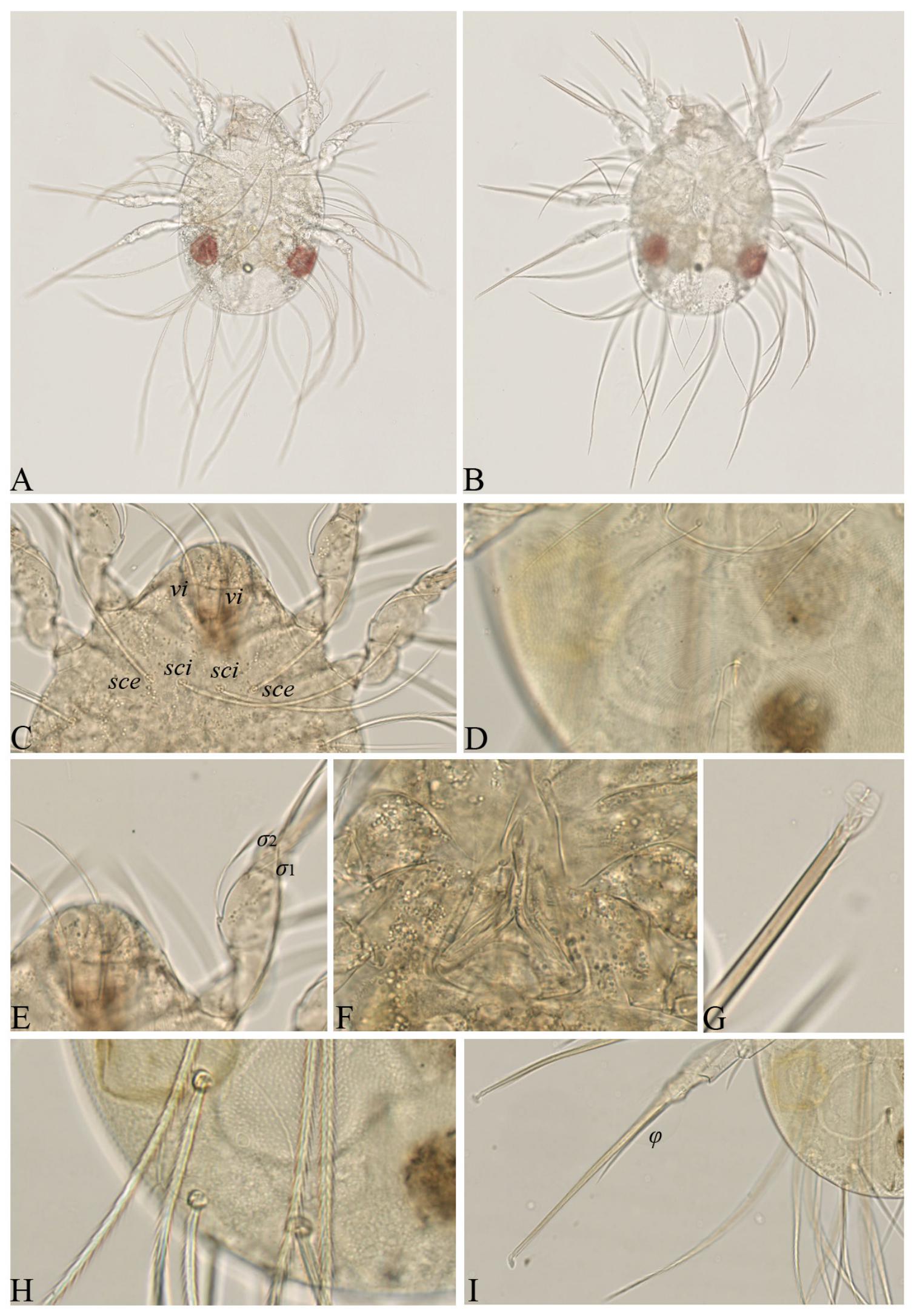 Morphological and molecular characteristics of Austroglycyphagus ...