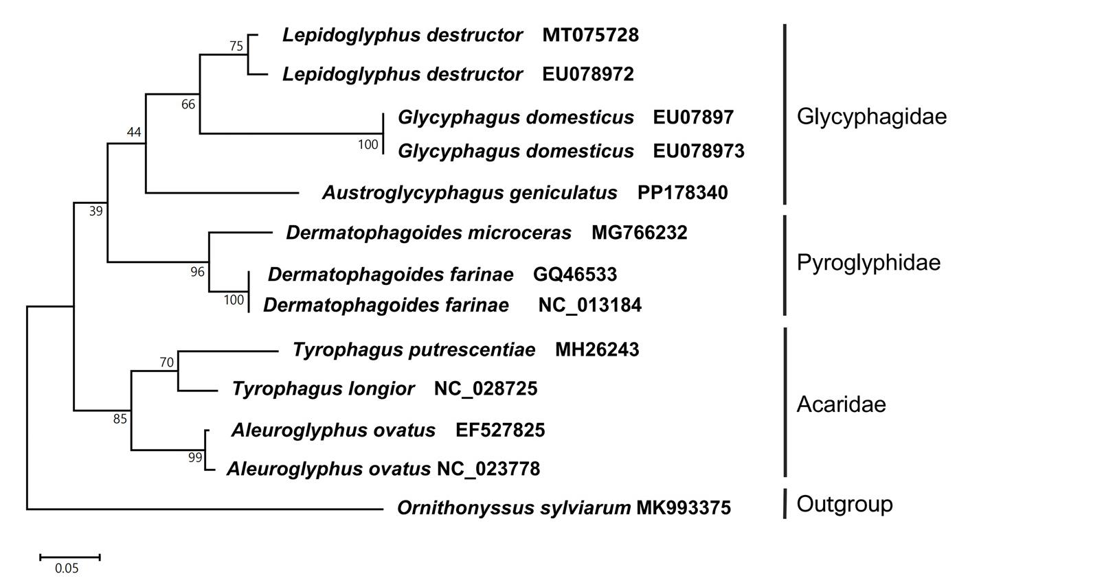 Morphological and molecular characteristics of Austroglycyphagus ...