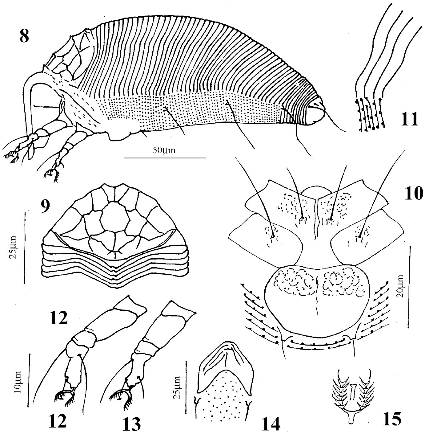 Two new species of the genus Diptilomiopus (Acari: Diptilomiopidae ...