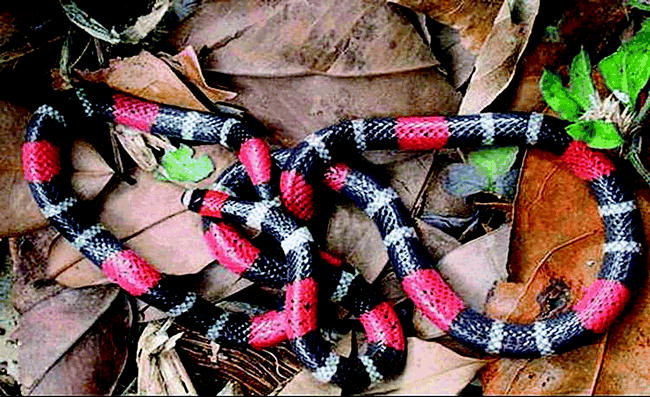 Taxonomic Status And Geographic Variation Of The Slender Coralsnake ...