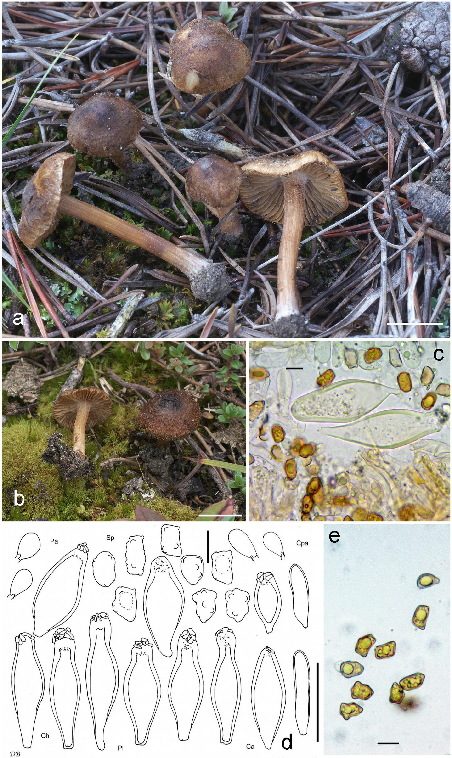 Fibre caps across Europe: type studies and 11 new species of Inocybe ...