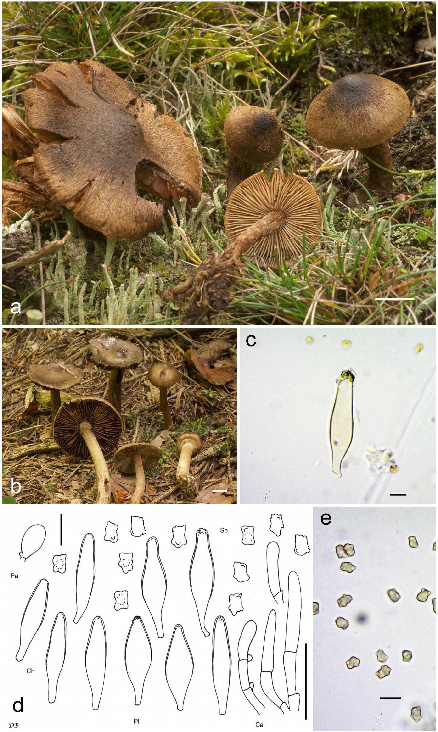 Fibre caps across Europe: type studies and 11 new species of Inocybe ...
