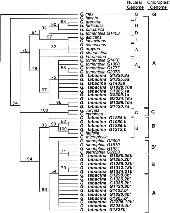 Confirmation of Shared and Divergent Genomes in the Glycine tabacina ...