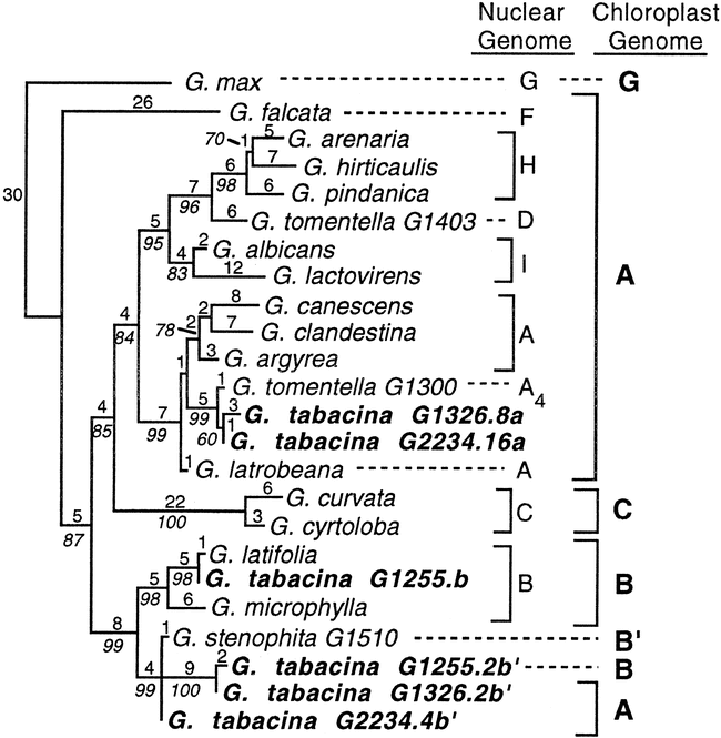 Confirmation of Shared and Divergent Genomes in the Glycine tabacina ...