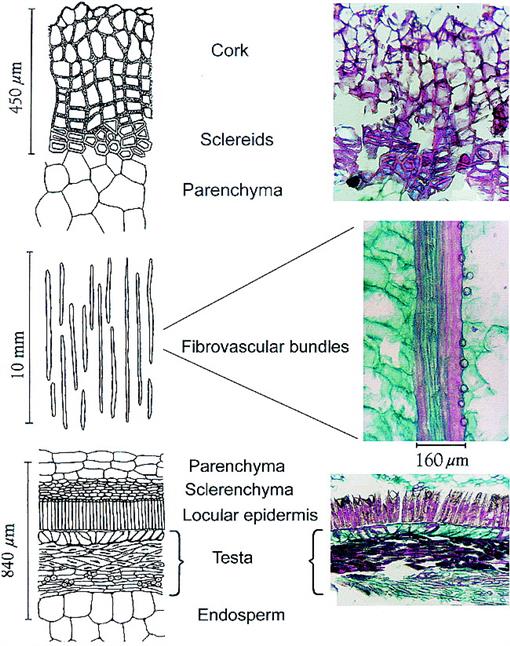 The Morphology and Histology of the Fruits of Pelagodoxa (Arecaceae ...