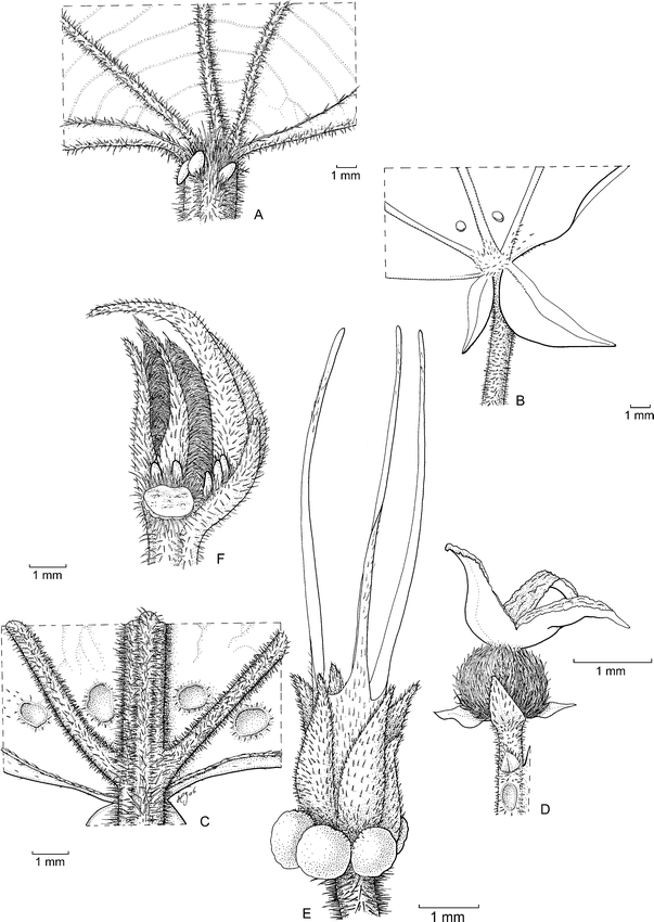 The Genus Alchornea (Euphorbiaceae) in the Malay Archipelago and Thailand