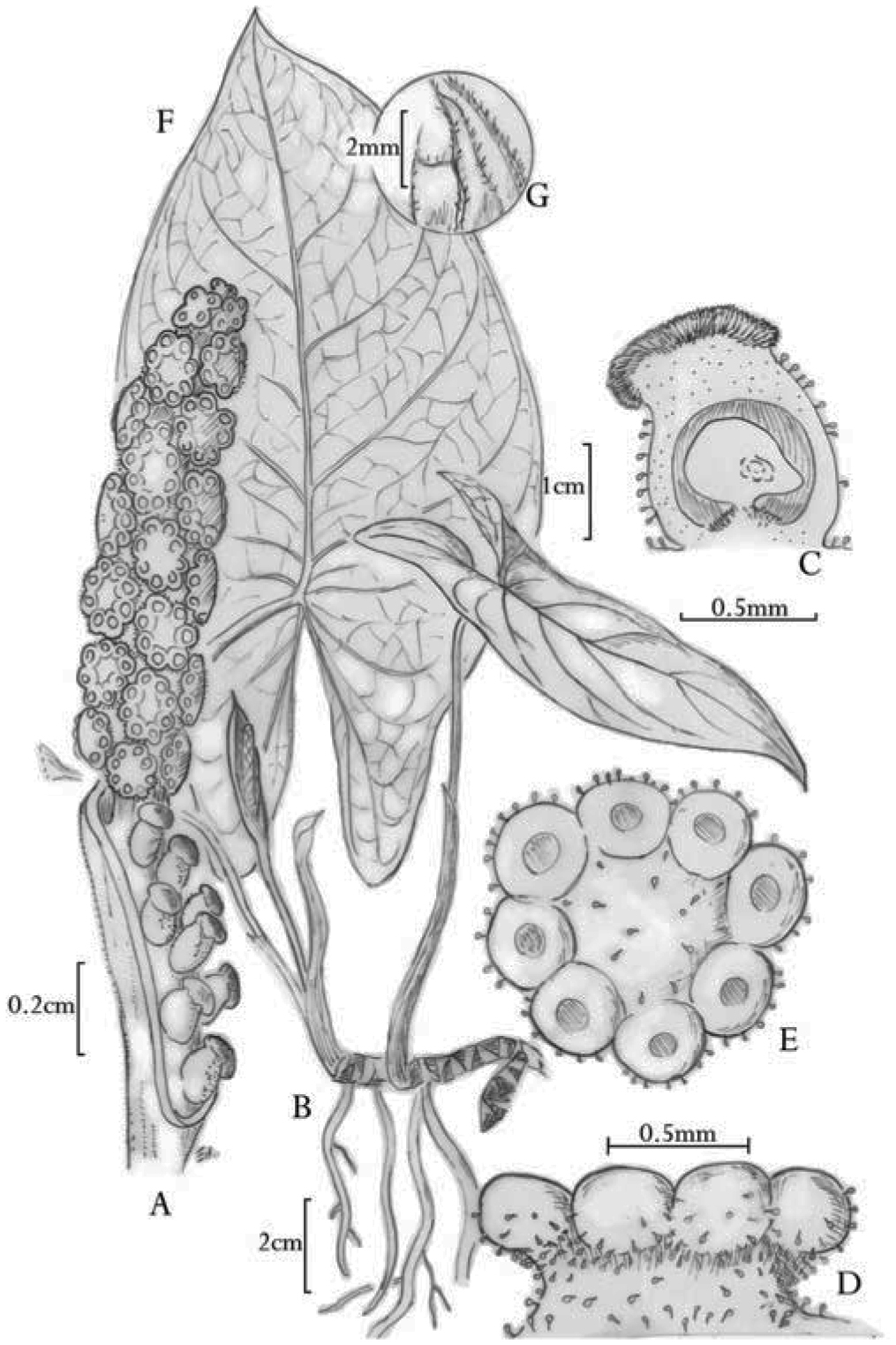 Lorenzia (Araceae — Spathicarpeae): A New Genus from Northern Brazil ...