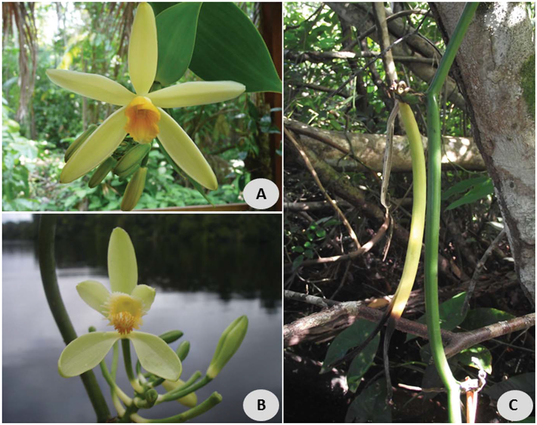 Taxonomic Notes on Vanilla (Orchidaceae) in the Brazilian Amazon, and ...