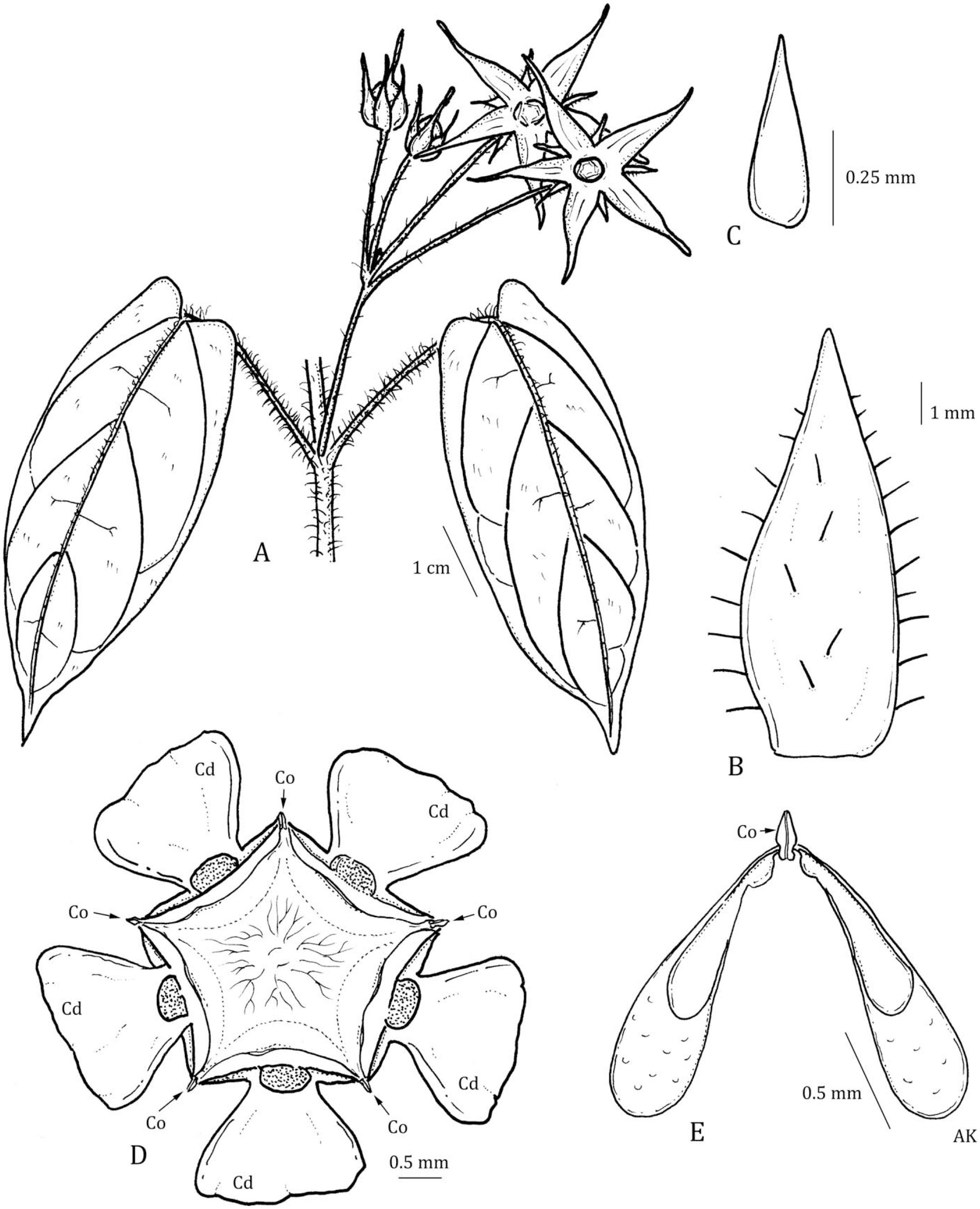 Gonolobus murphyae (Apocynaceae), A New Species from Montane Colombia