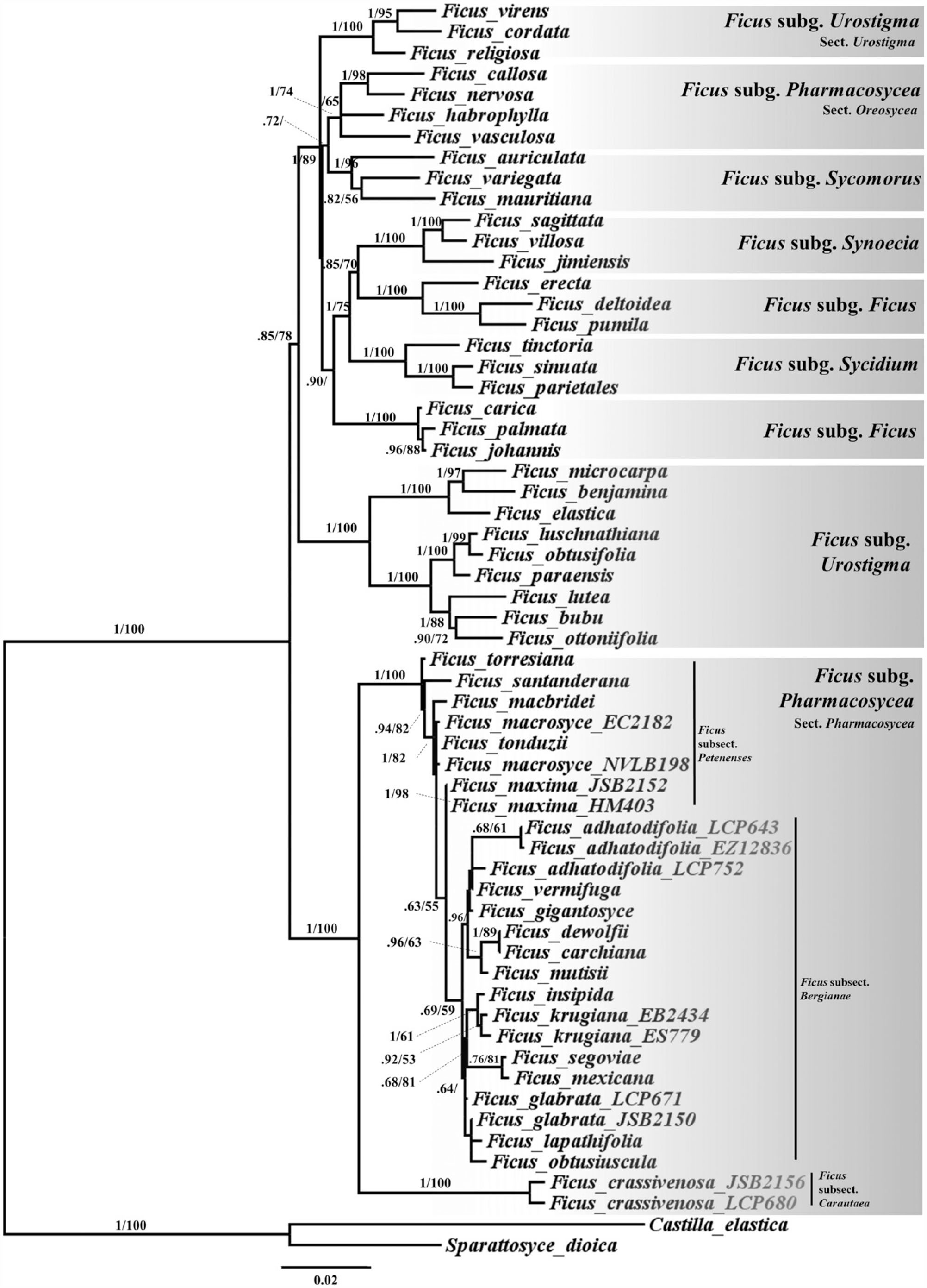 Molecular Phylogenetics of Ficus Section Pharmacosycea and the ...