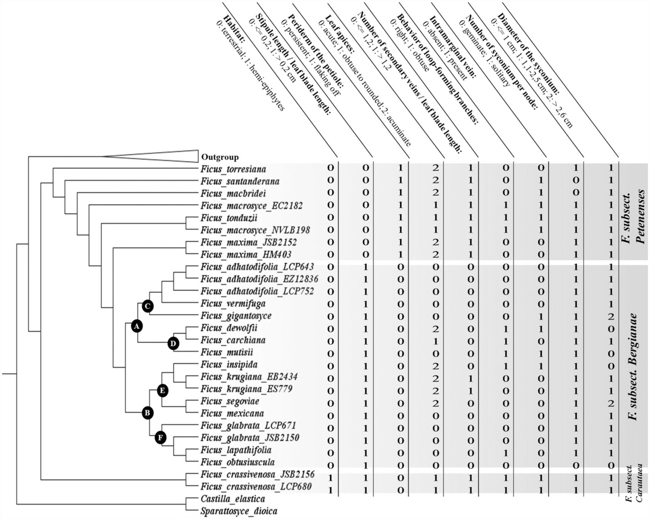 Molecular Phylogenetics of Ficus Section Pharmacosycea and the ...