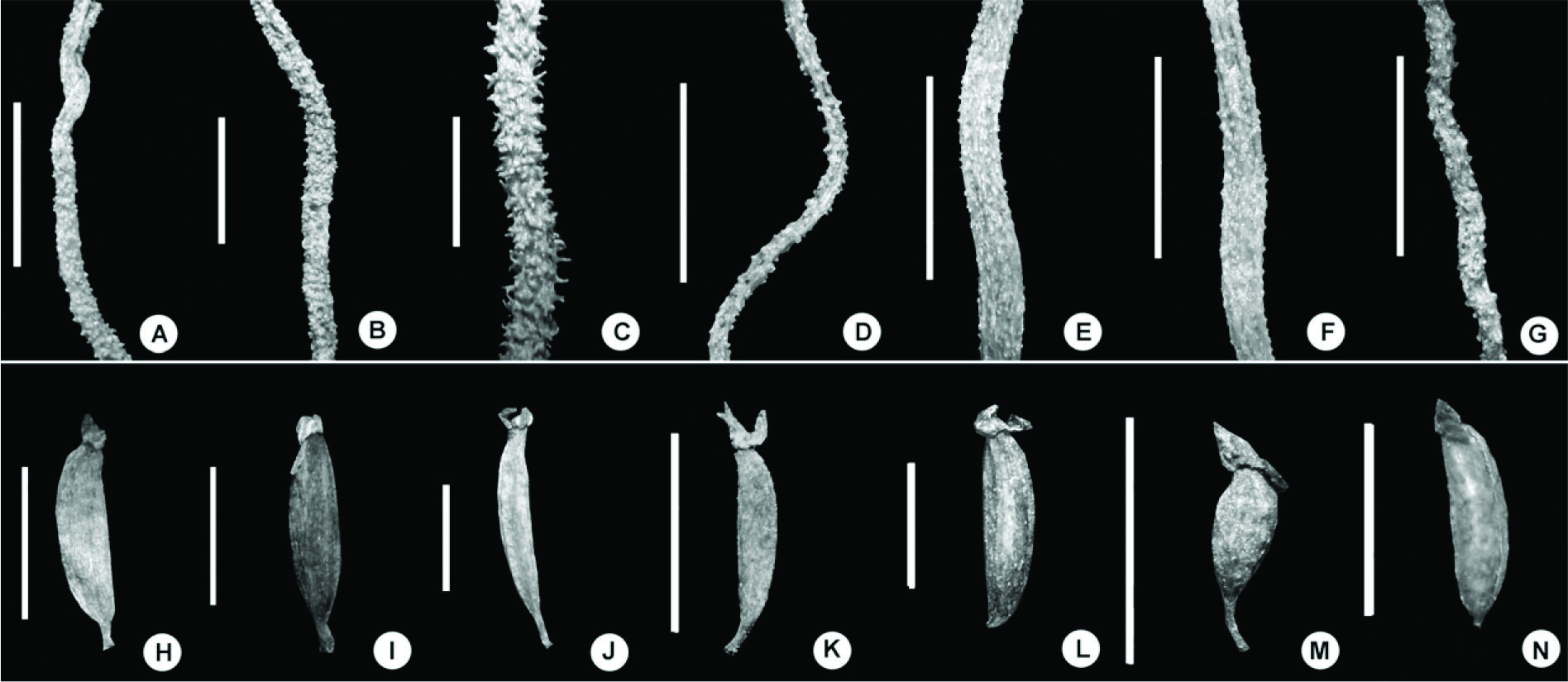 Taxonomic Revision of Campylocentrum (Orchidaceae—Vandeae—Angraecinae ...