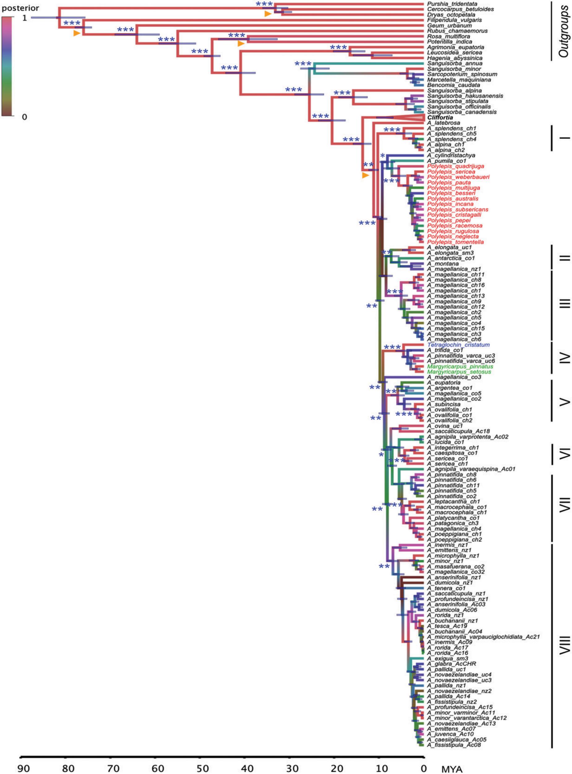 Phylogeny and Biogeography of Acaena (Rosaceae) and Its Relatives ...