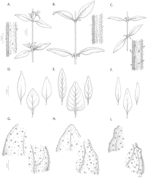 Vegetative and Trichome Morphology Distinguish the Monardella ovata ...