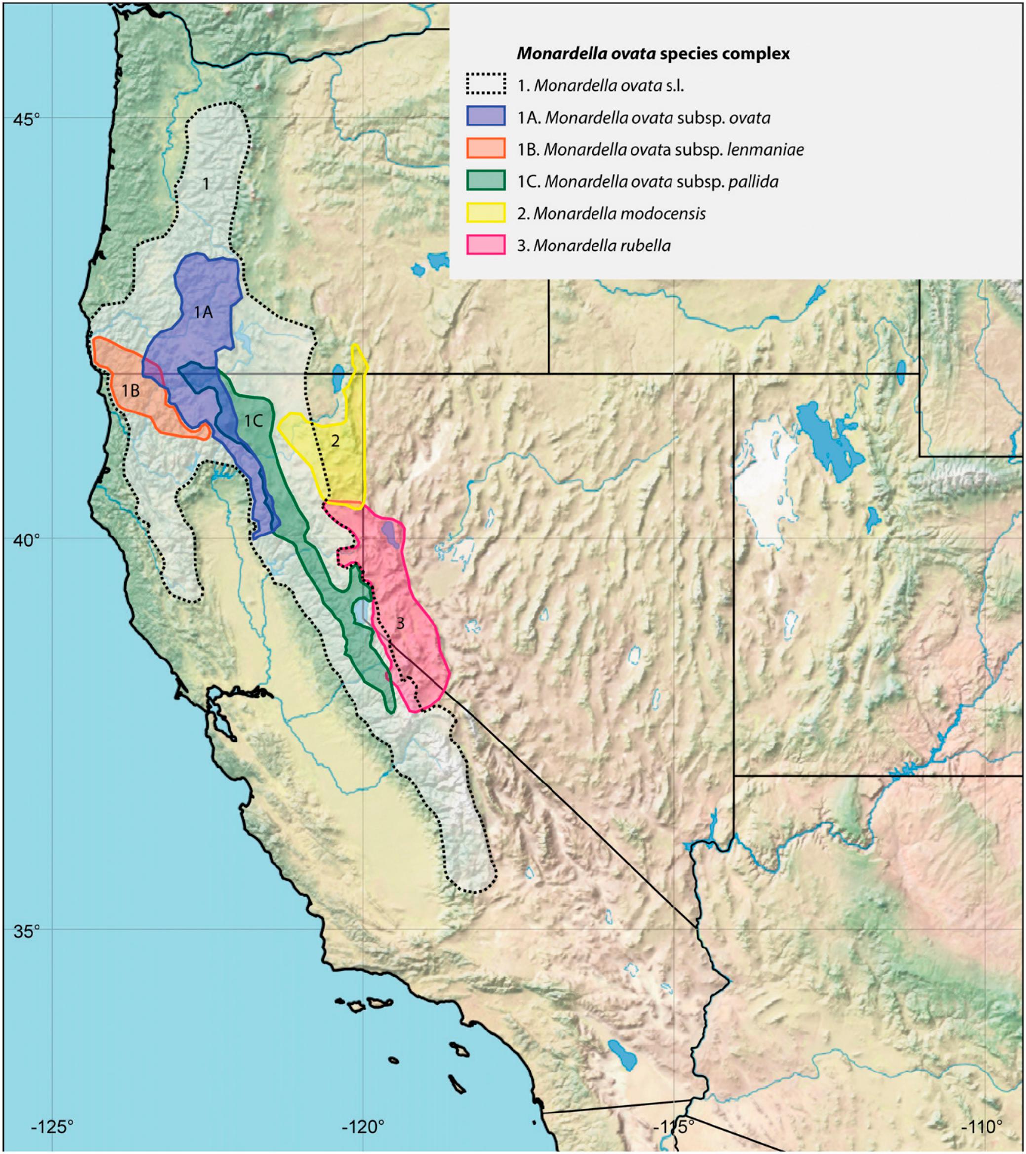 Vegetative and Trichome Morphology Distinguish the Monardella ovata ...