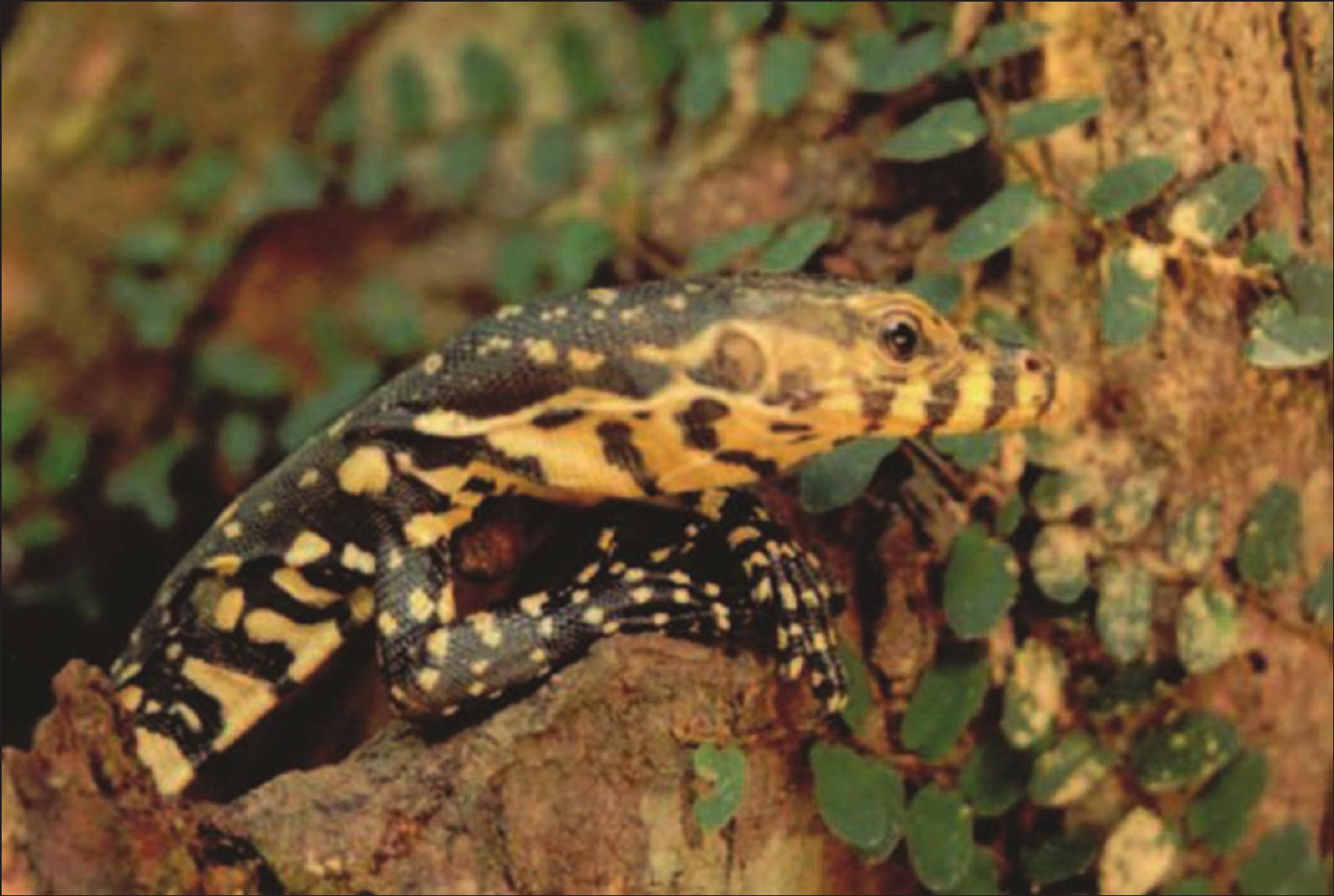 A Species Bioprofile for the Asian Water Monitor (Varanus salvator)