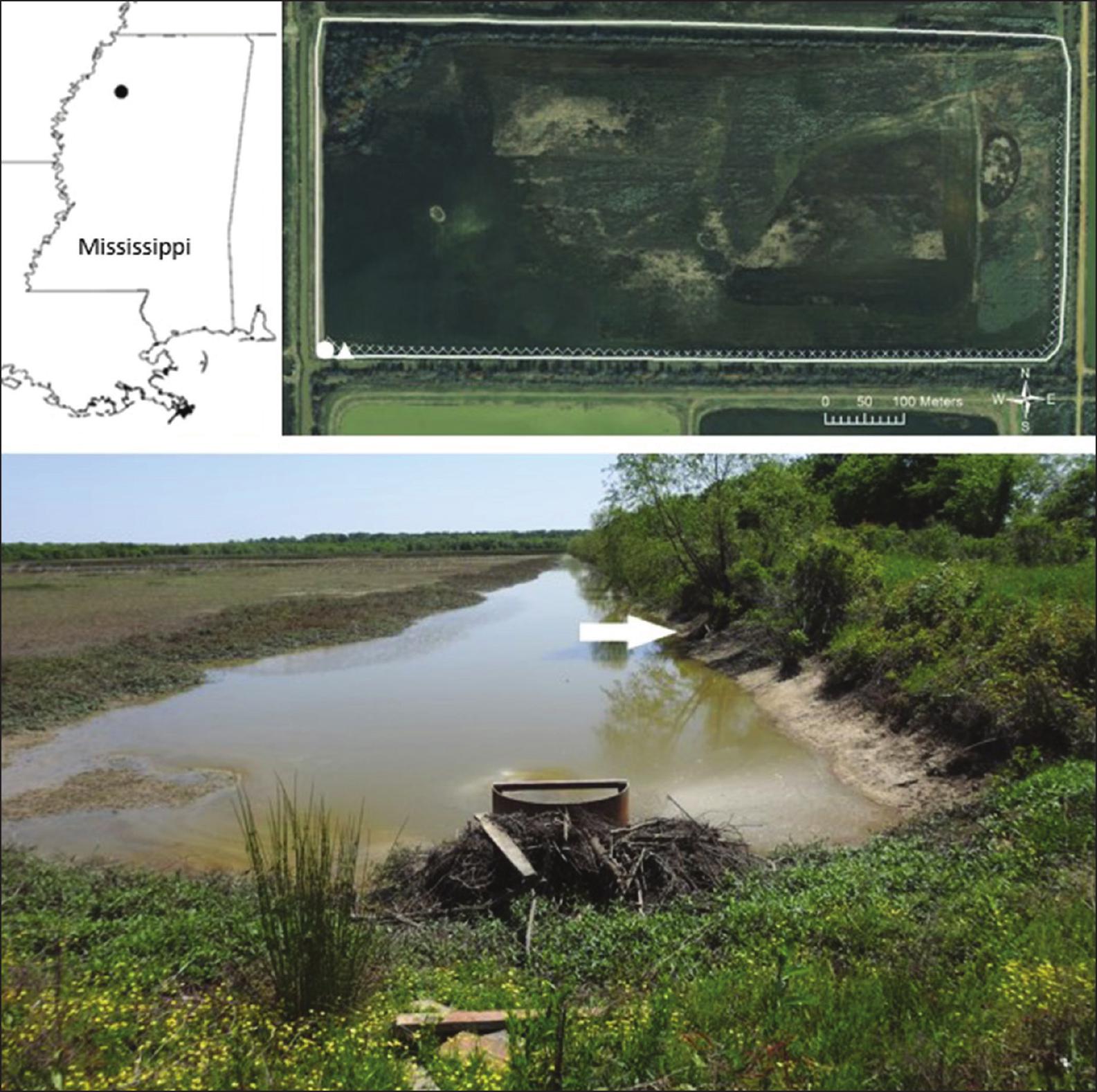 Direct Observation of Muskrat Feeding on Crayfish