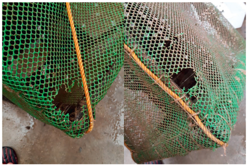 Survey on the Predators of Abalone Haliotis asinina from the ...