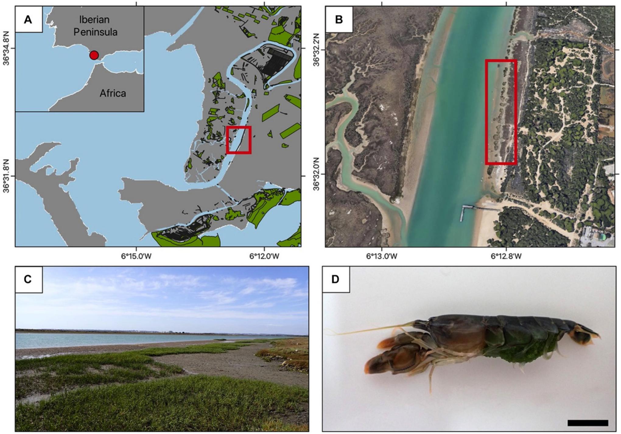 Population Structure of the Invasive Snapping Shrimp, Alpheus Cf ...