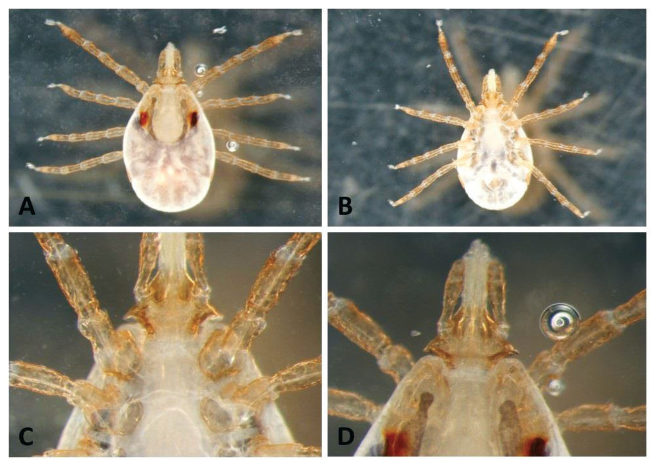 Pictorial Key for Identification of Immature Stages of Common Ixodid ...