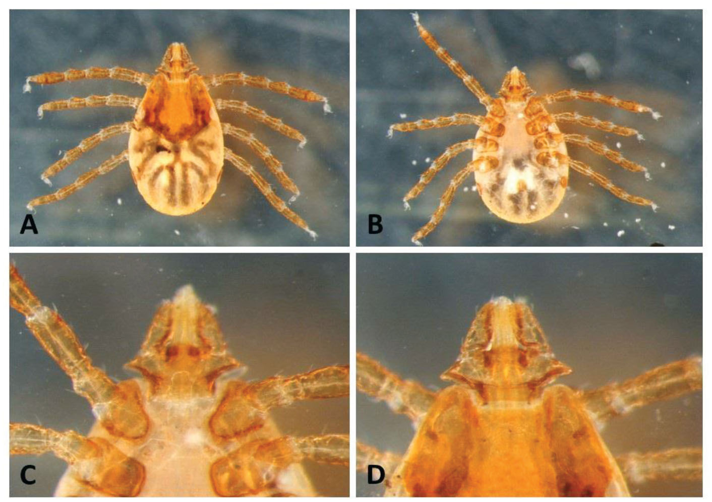 Pictorial Key for Identification of Immature Stages of Common Ixodid ...