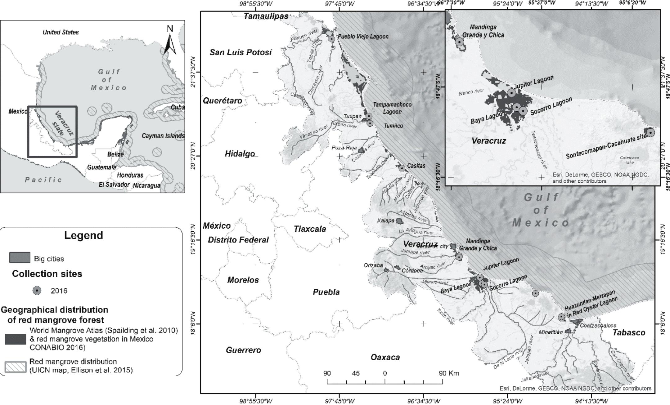 Characteristics of Insect Damage in Propagules of Red Mangrove ...