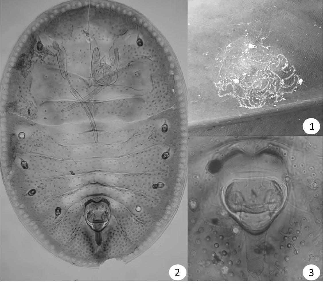 Primer Registro de Aleurodicus coccolobae1 en la Planta Ave del Paraíso2
