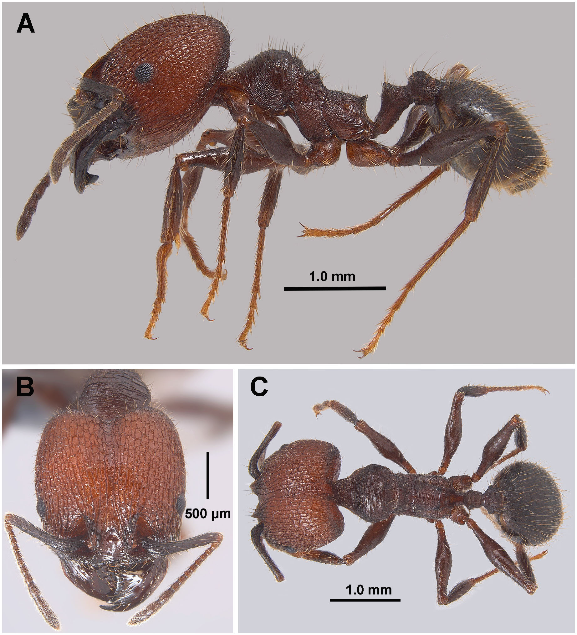 Geographic Spread of Pheidole obscurithorax (Hymenoptera: Formicidae)