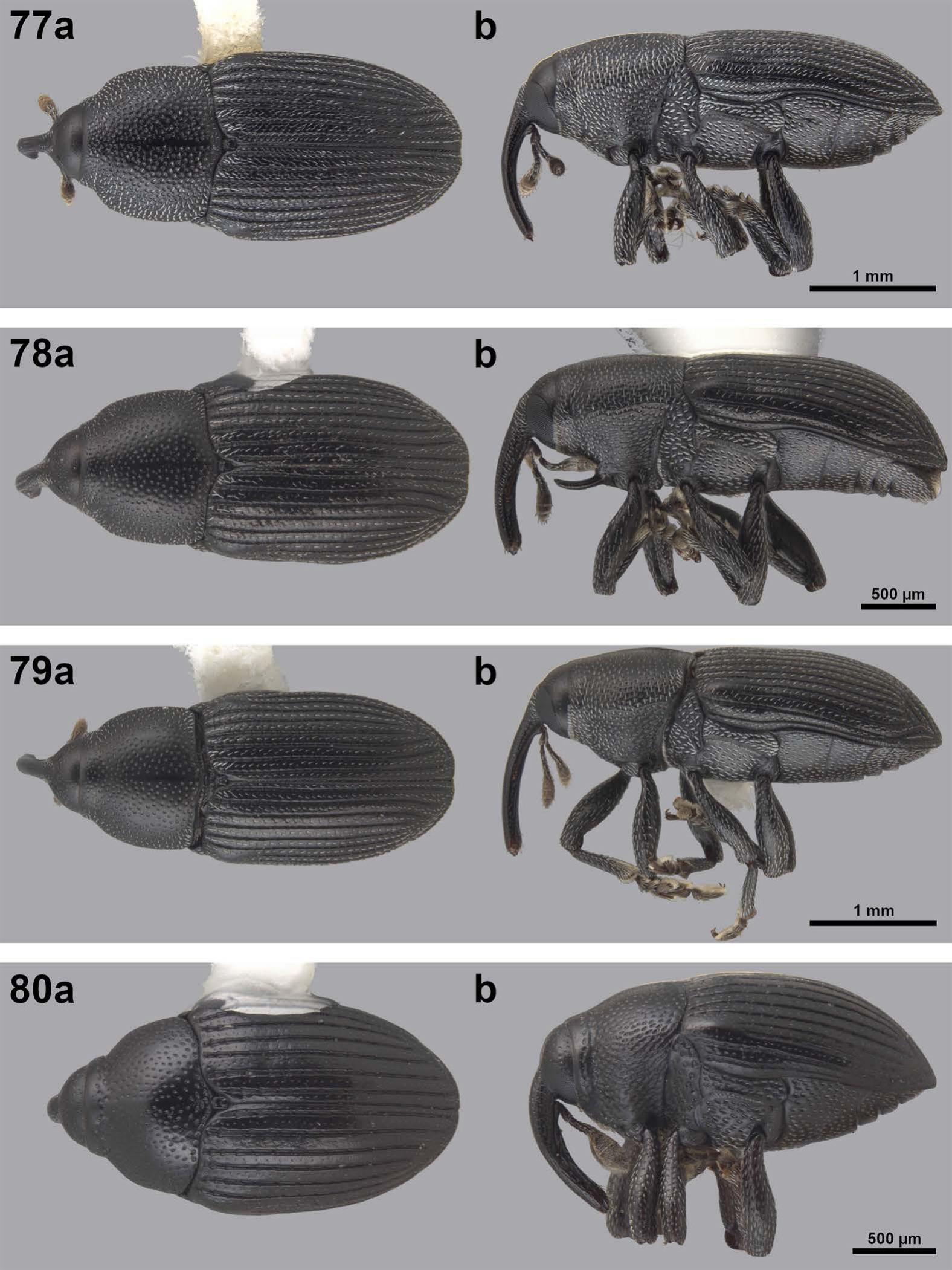 Biodiversity of Bariditae (Coleoptera: Curculionidae: Conoderinae) in ...