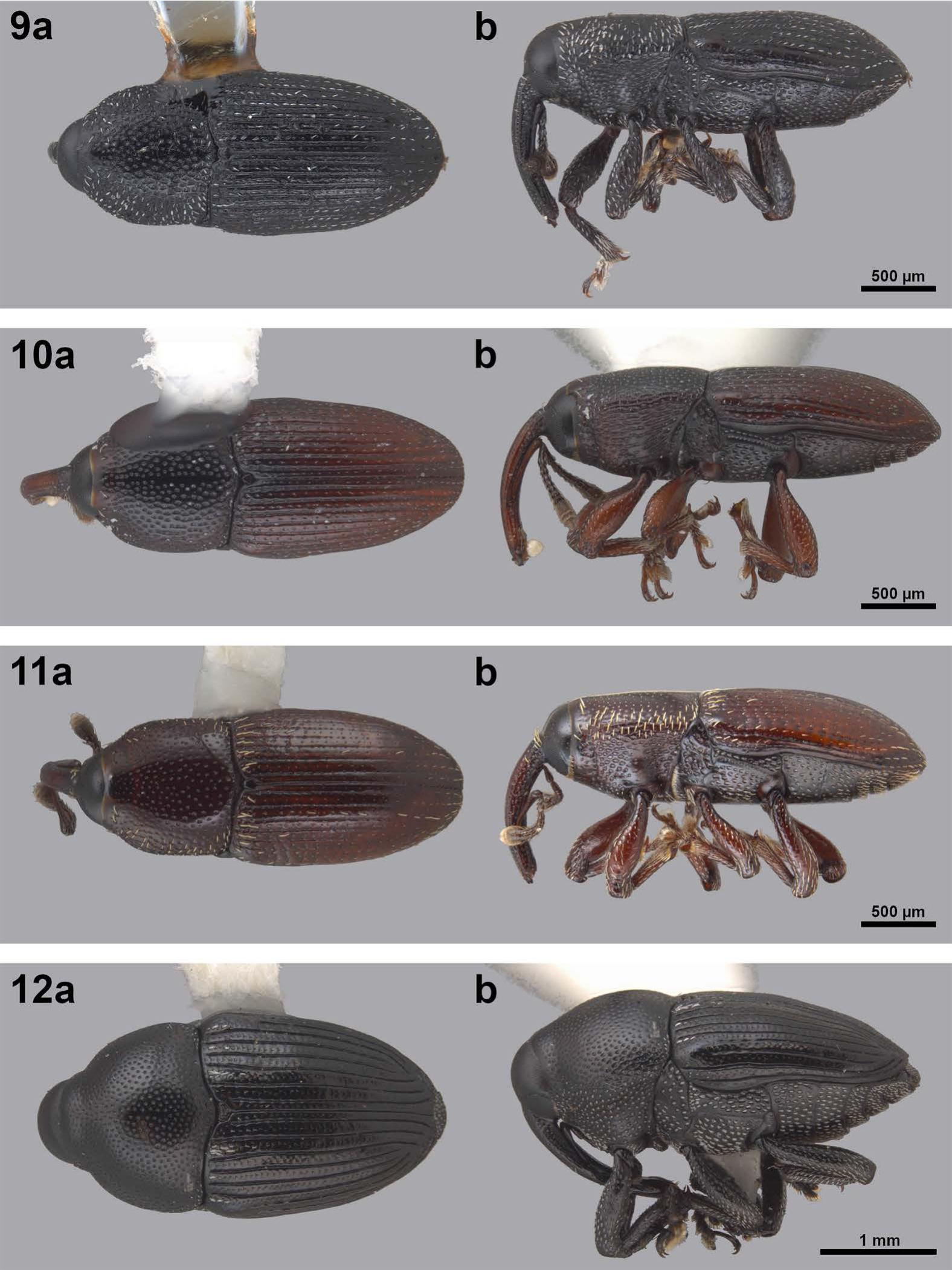 Biodiversity of Bariditae (Coleoptera: Curculionidae: Conoderinae) in ...