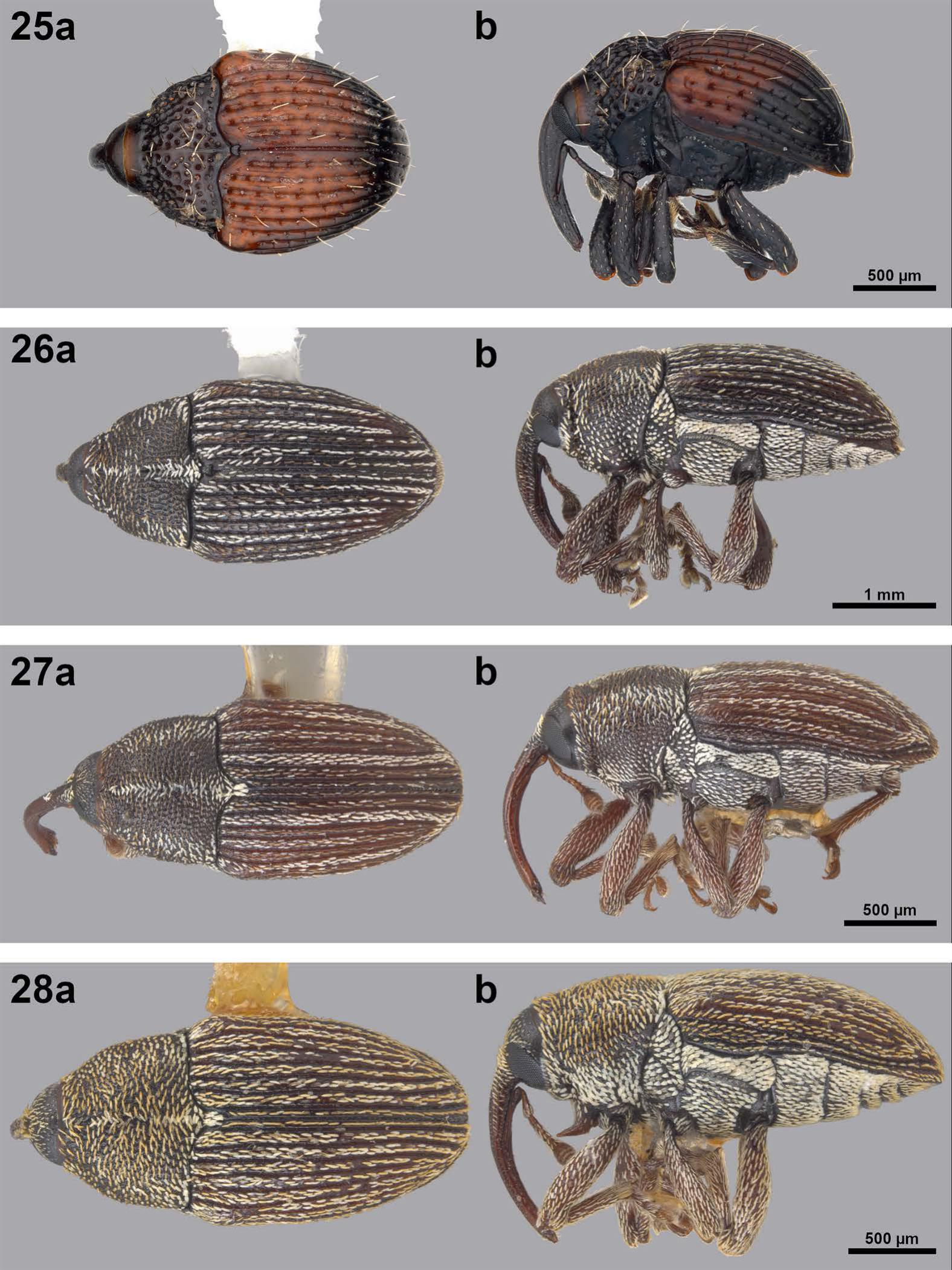 Biodiversity of Bariditae (Coleoptera: Curculionidae: Conoderinae) in ...