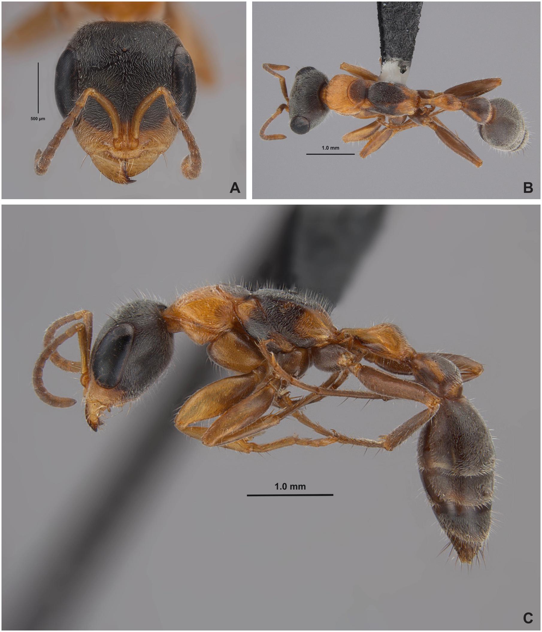 Populations of the Graceful Twig Ant, Pseudomyrmex gracilis, Now Bridge ...