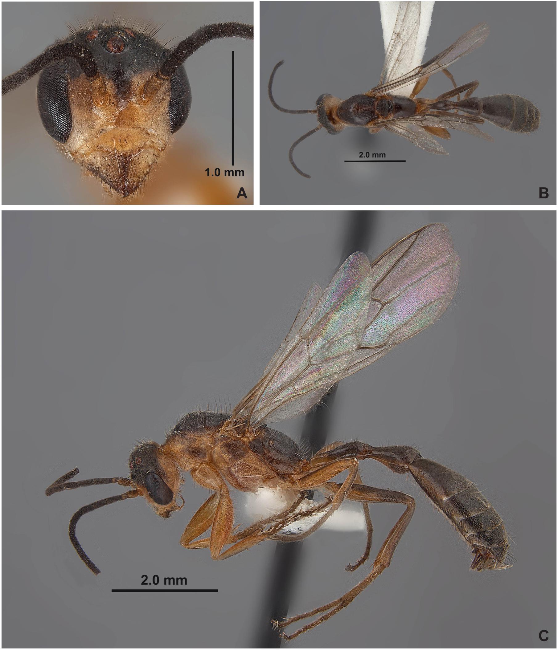 Populations of the Graceful Twig Ant, Pseudomyrmex gracilis, Now Bridge ...