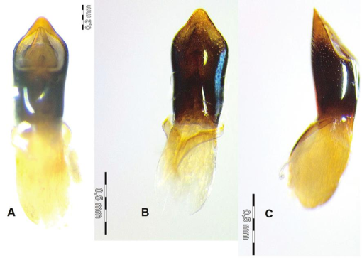 Morphological Features of Male and Female Genitalia of Labidostomis ...