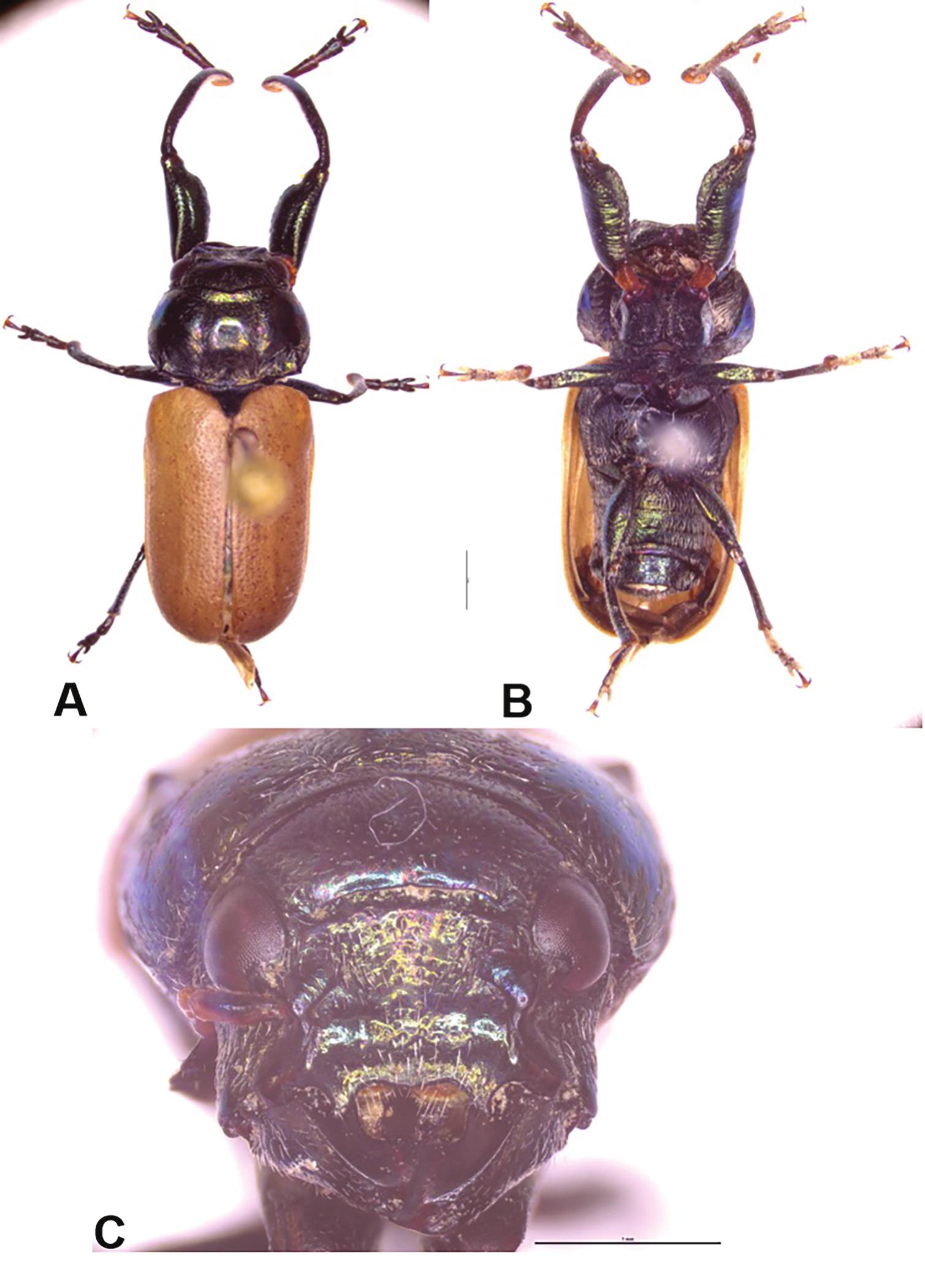 Morphological Features of Male and Female Genitalia of Labidostomis ...