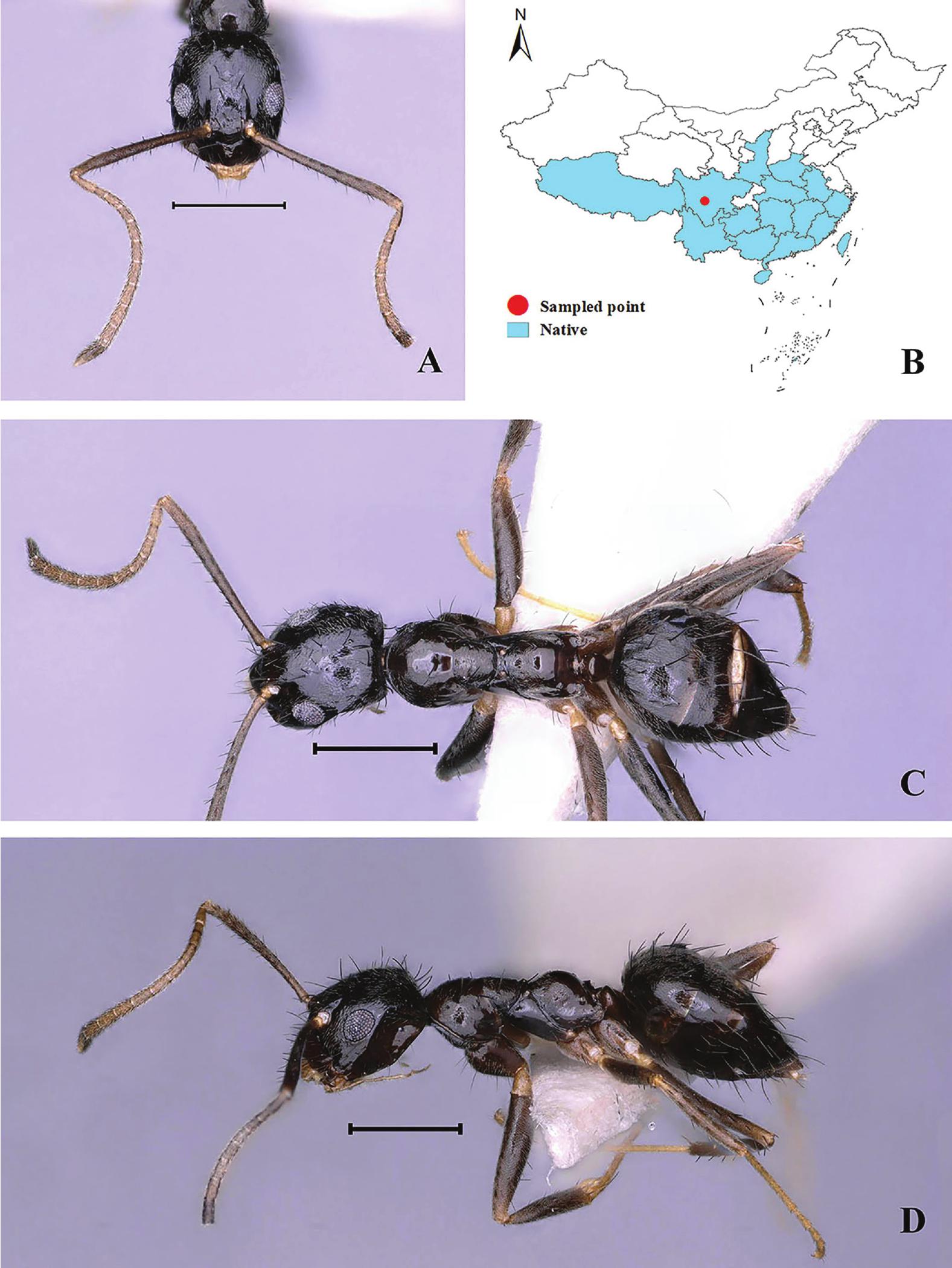 Exploring Ant (Hymenoptera, Formicidae) Species Diversity in the Gongga ...