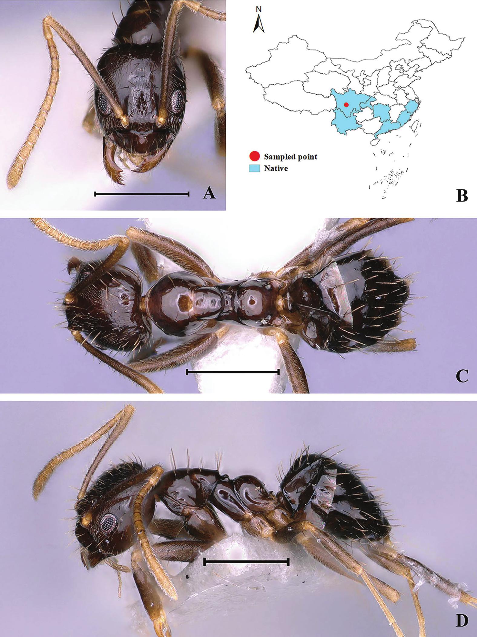 Exploring Ant (Hymenoptera, Formicidae) Species Diversity in the Gongga ...