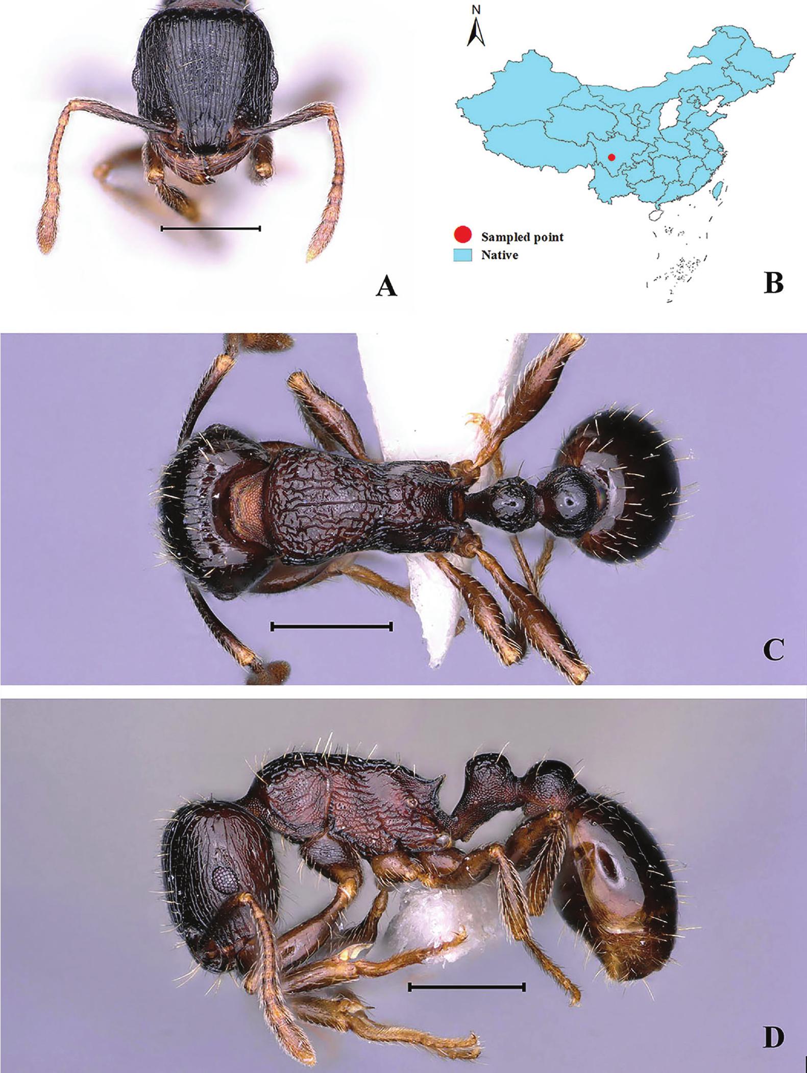 Exploring Ant (Hymenoptera, Formicidae) Species Diversity in the Gongga ...