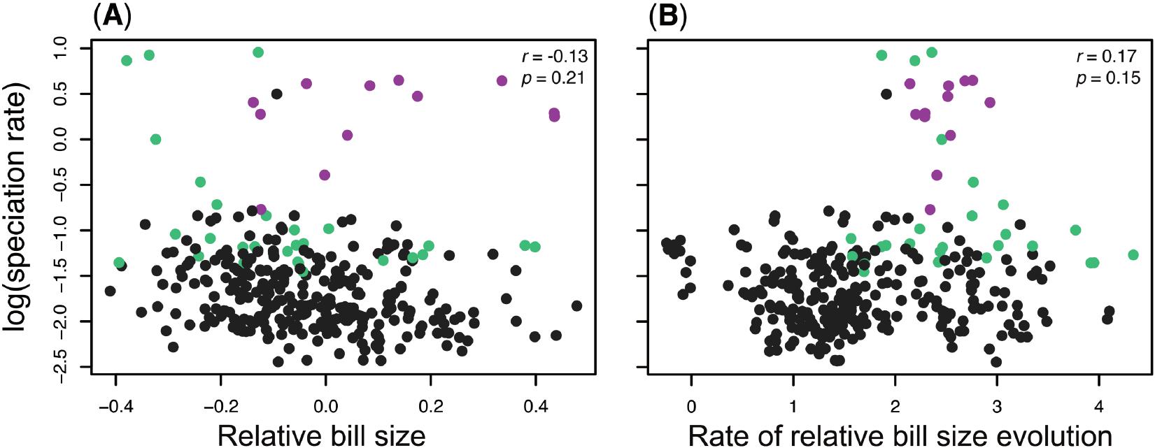 Punctuated evolution of bill morphology in the largest family of ...