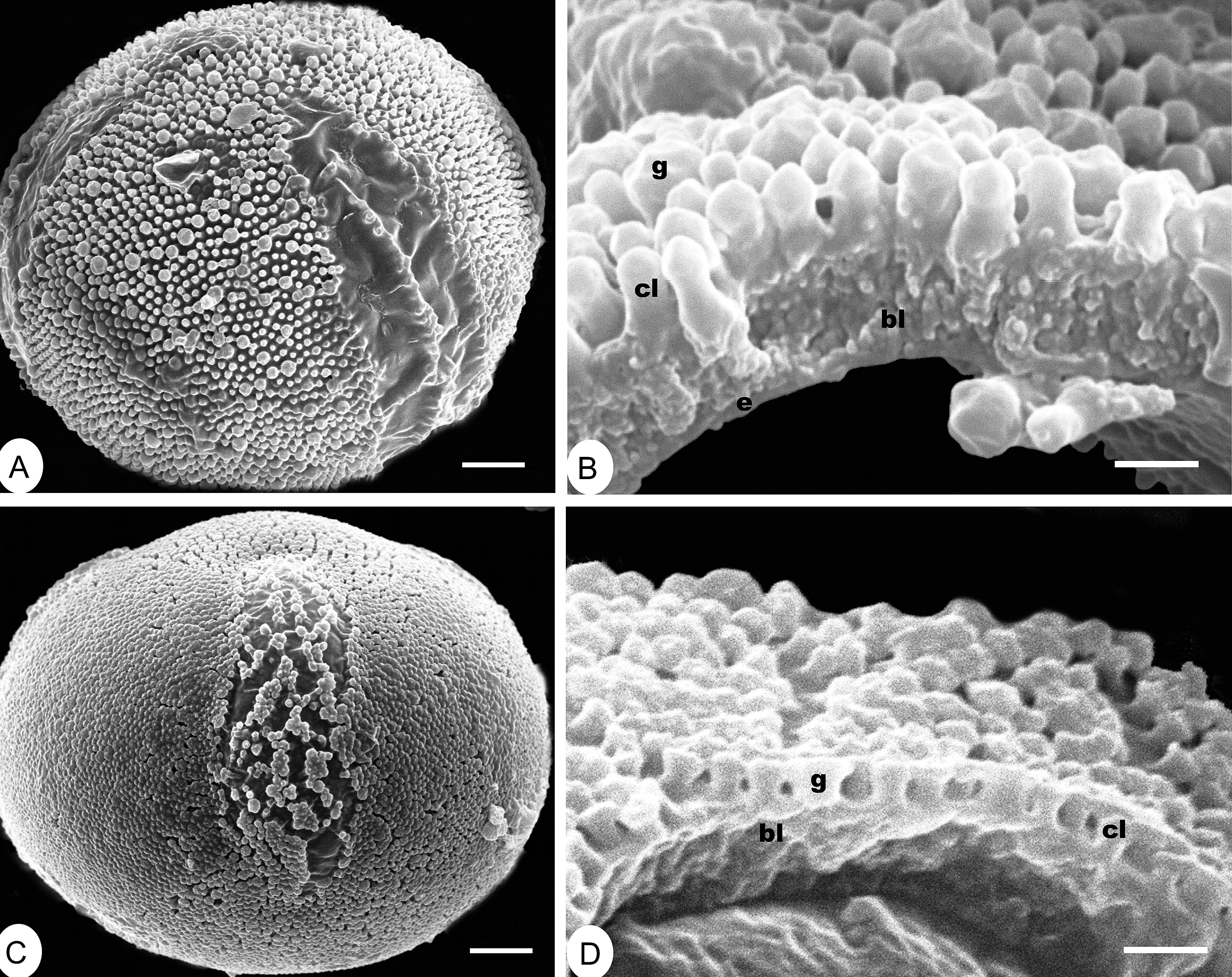 A comparative ultrastructural study of the pollen of Linum burkartii ...