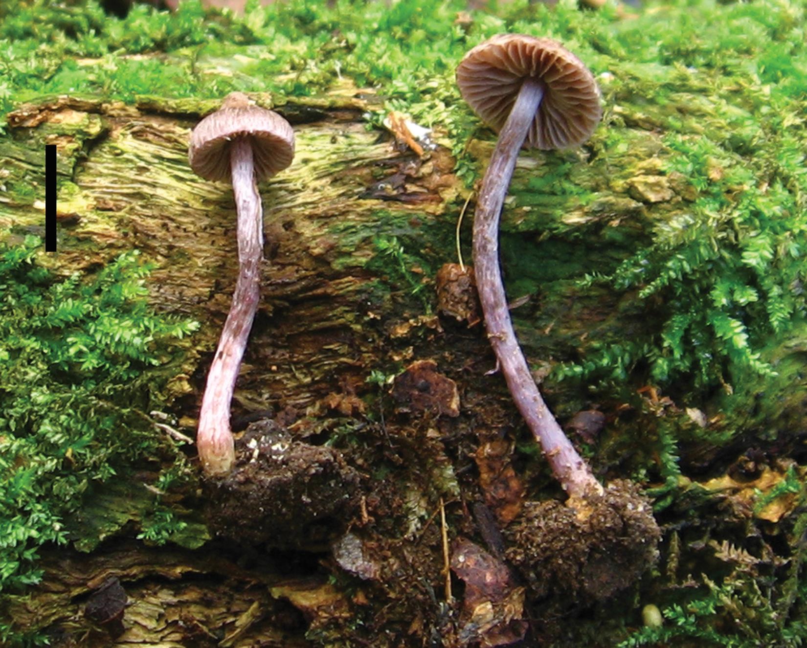 Inocybe austrolilacina (Agaricales), a new species from Southern Brazil1