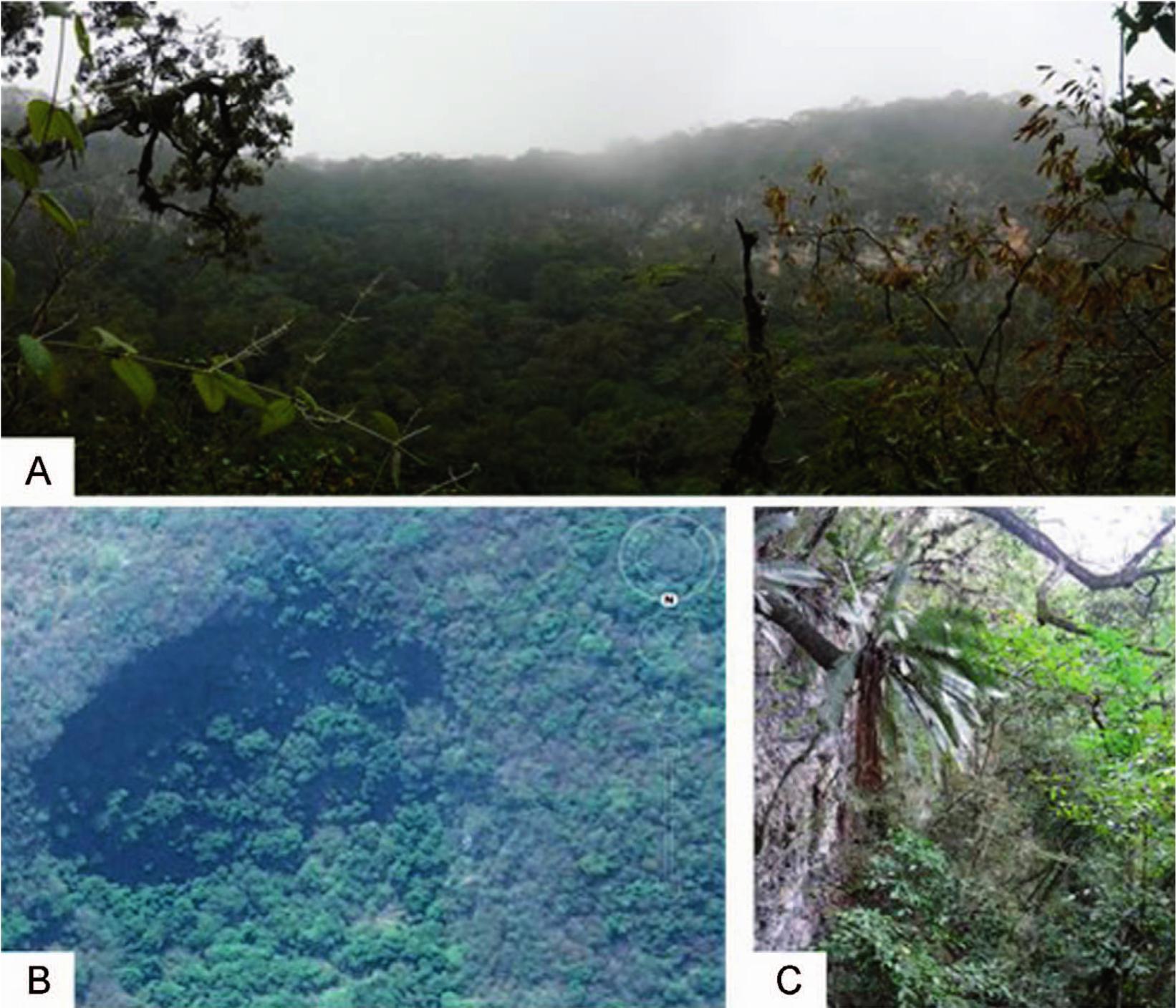 Leaf traits variation of Myriocarpa longipes and Brosimum alicastrum in ...