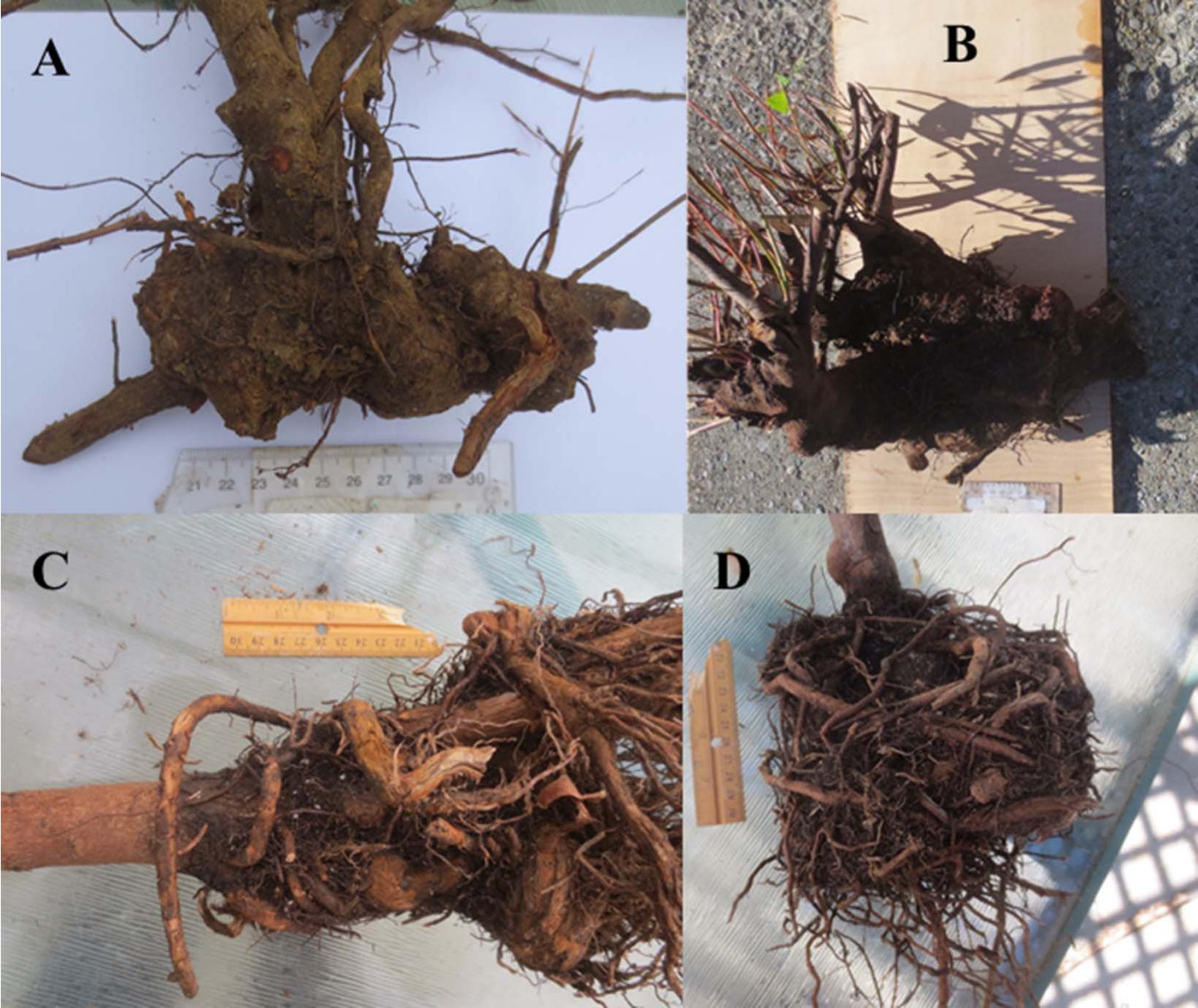 Production of growth centers in lignotubers1