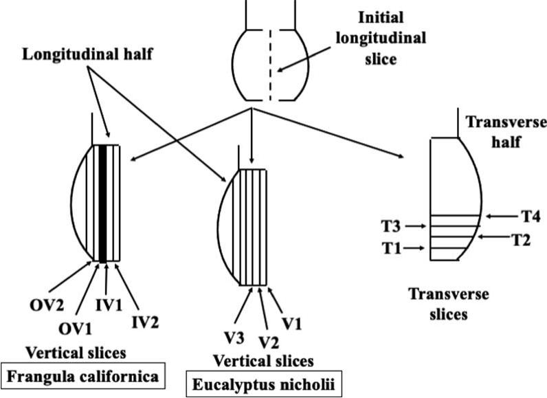 Production of growth centers in lignotubers1