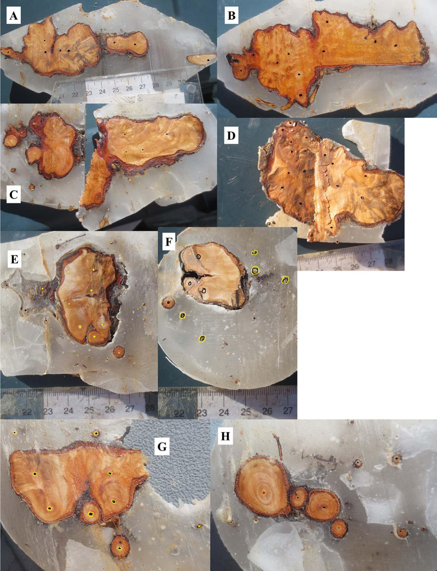 Production of growth centers in lignotubers1