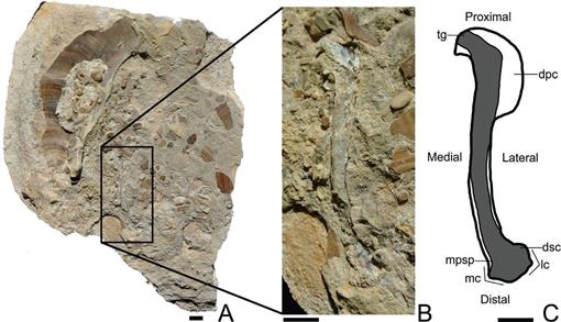 A New Specimen of the Late Cretaceous Bird, cf. Ichthyornis sp., from ...