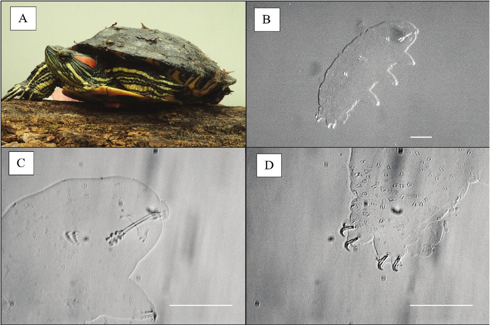 Tardigrades of North America: First Report of Water Bears on a ...
