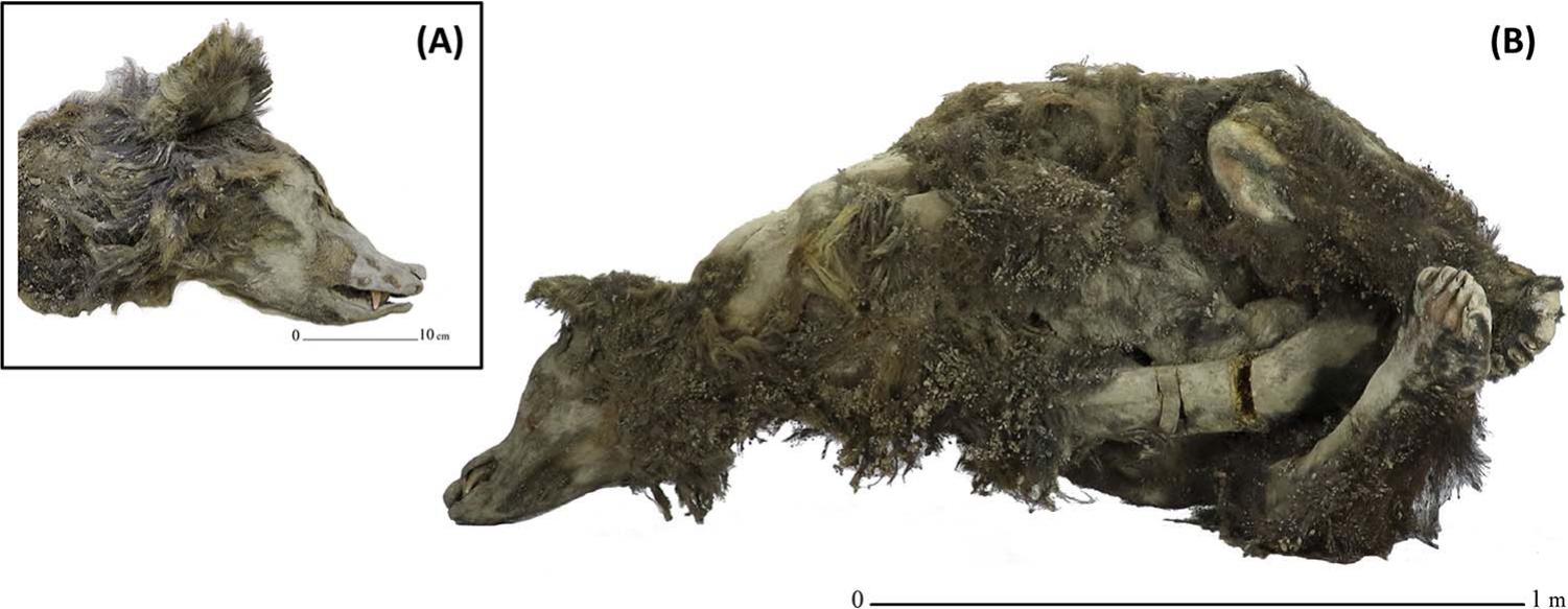 First description of a mummified Middle Holocene brown bear from the ...